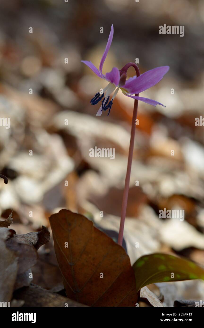 Dogtooth violet or the dogs tooth violet, late winter or early spring ...