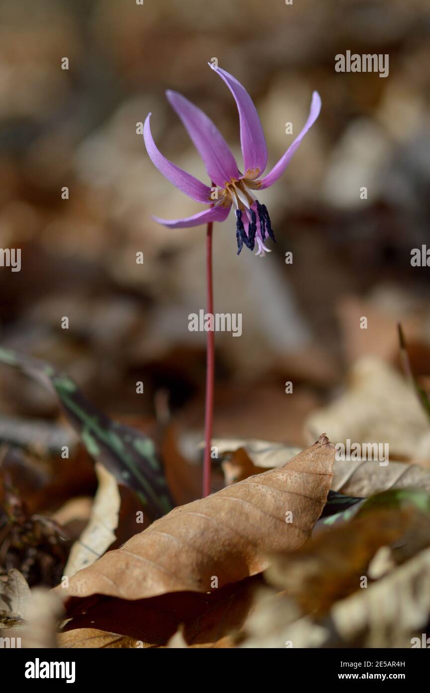 Dogtooth violet or the dogs tooth violet, late winter or early spring ...