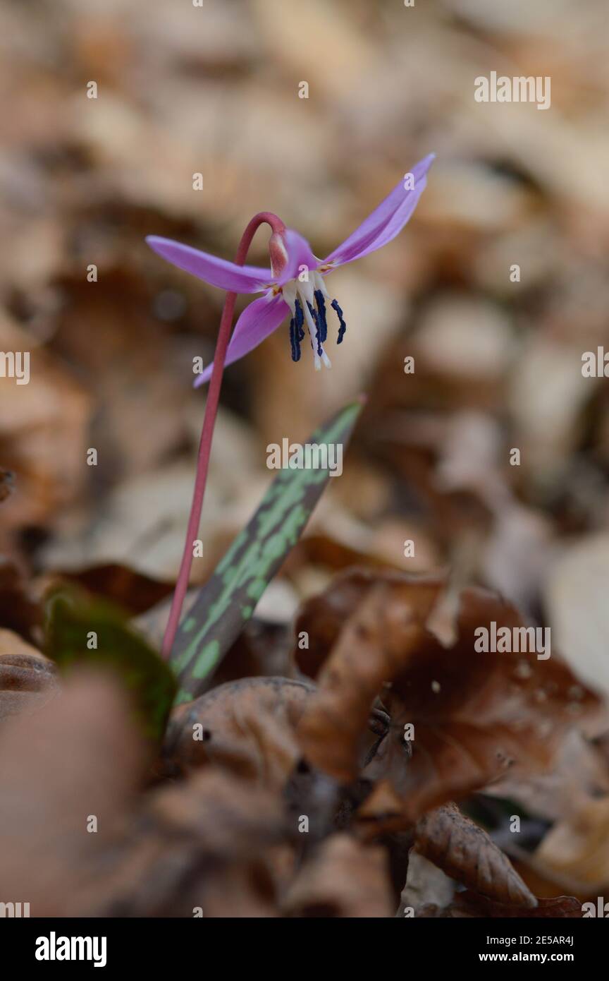 Lily family liliaceae hi-res stock photography and images - Alamy