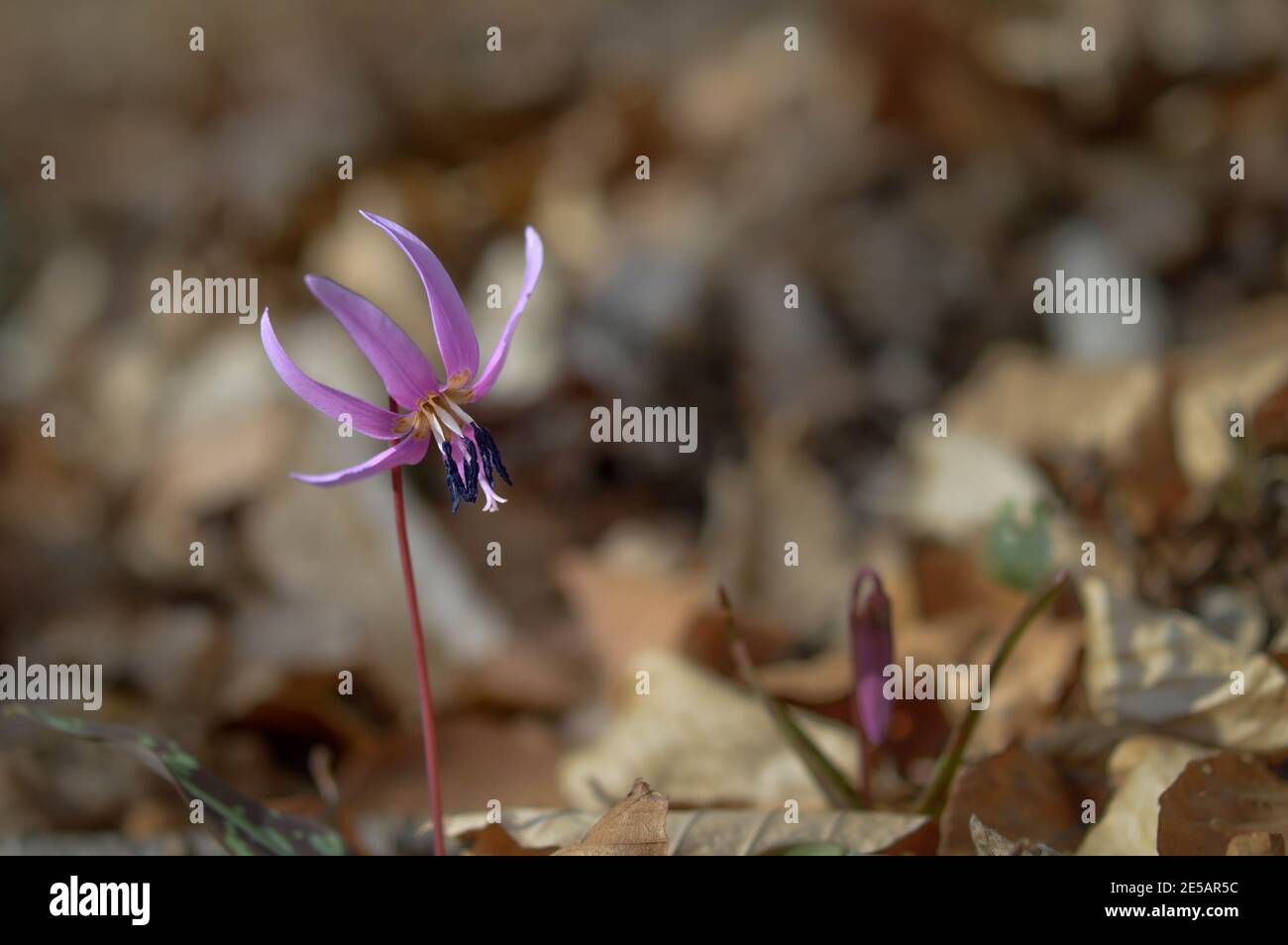 Dogtooth violet or the dogs tooth violet, late winter or early spring ...