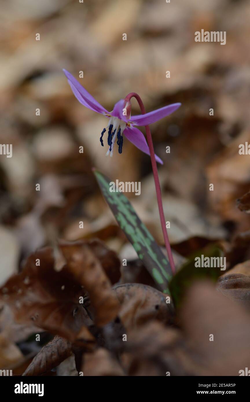 Dogtooth violet or the dogs tooth violet, late winter or early spring ...