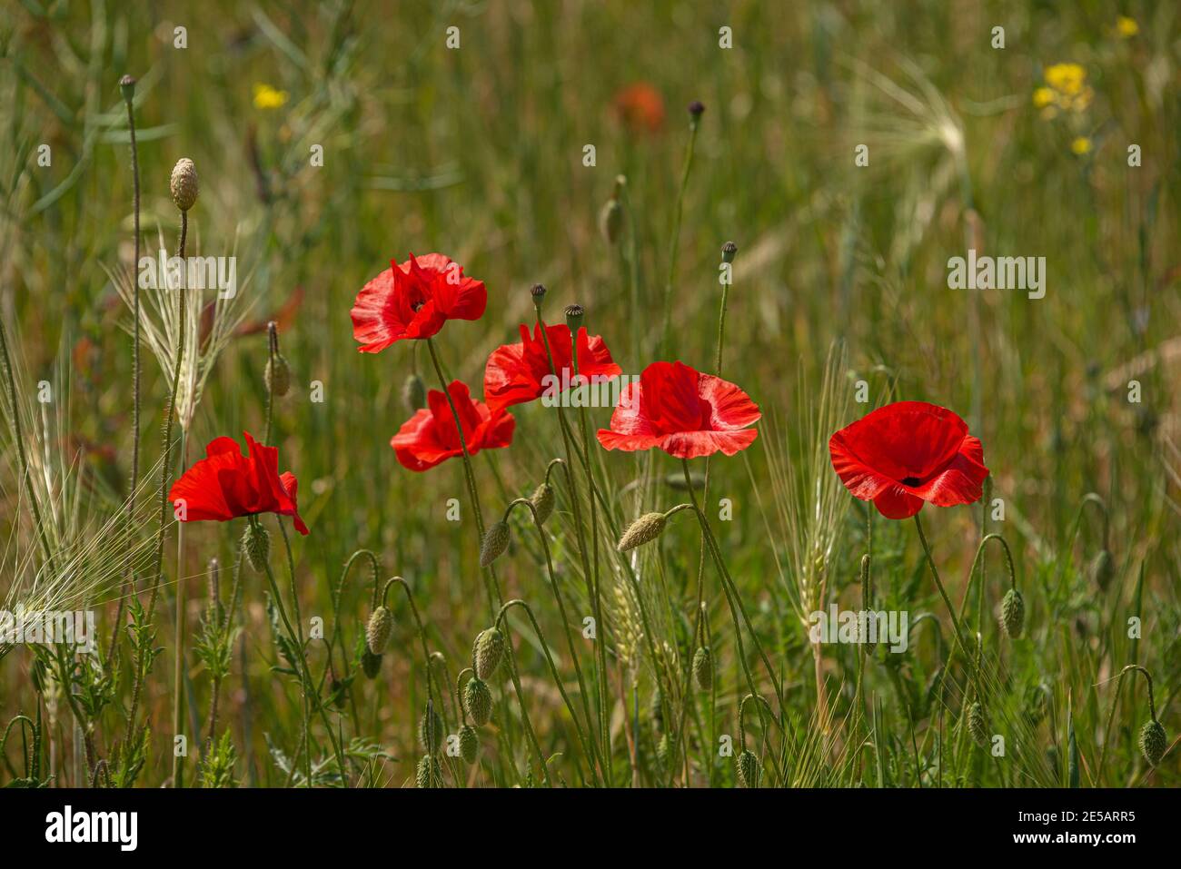 Red grass field of poppies and beautiful nature Stock Photo - Alamy