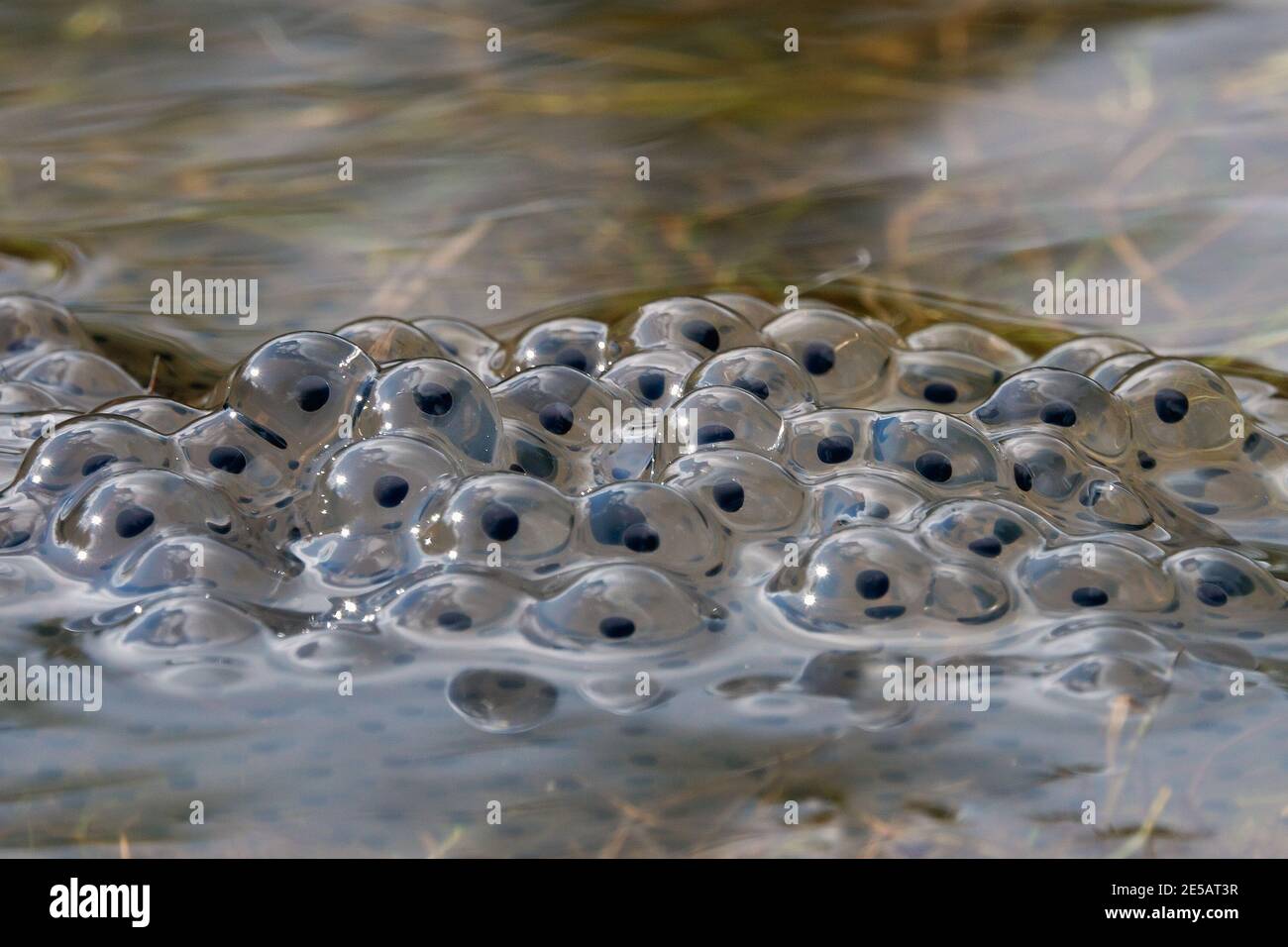 Spawn frog hi-res stock photography and images - Alamy