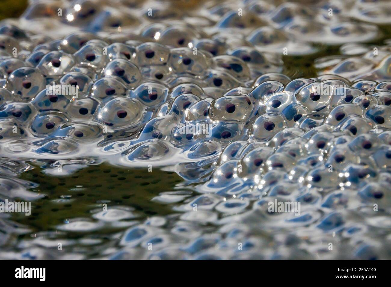 Frog spawn lake hi-res stock photography and images - Alamy