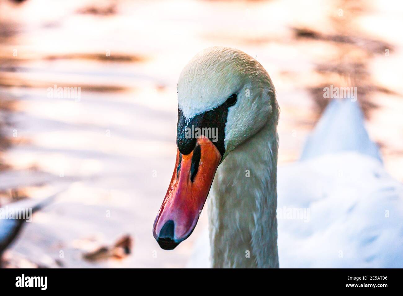 Hissing swan hi-res stock photography and images - Alamy