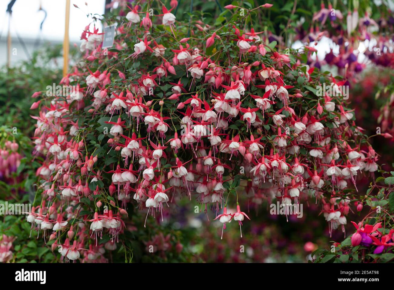 Fuchsia 'Patio Princess' Stock Photo - Alamy