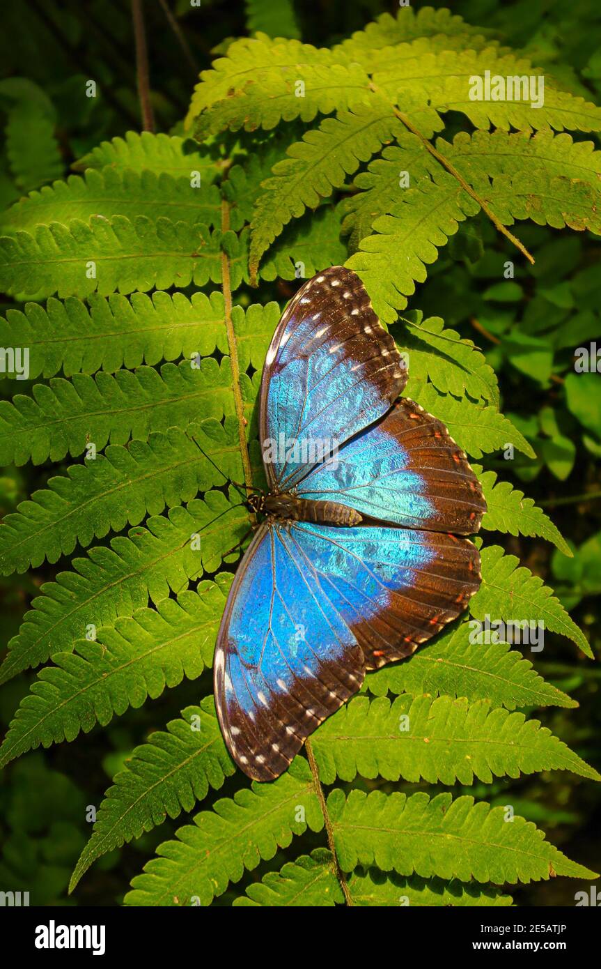 Beautiful huge blue butterfly is sitting at evergreen spiny fern aka ...