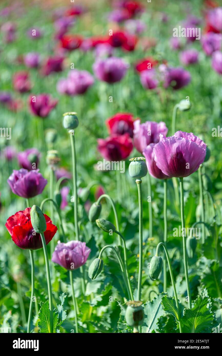 Purple opium poppy field (Papaver somniferum) in Burma, Myanmar Stock ...