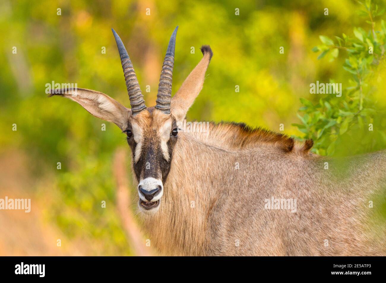 A close portrait of a male Roan Antelope Hippotragus equinus in ...
