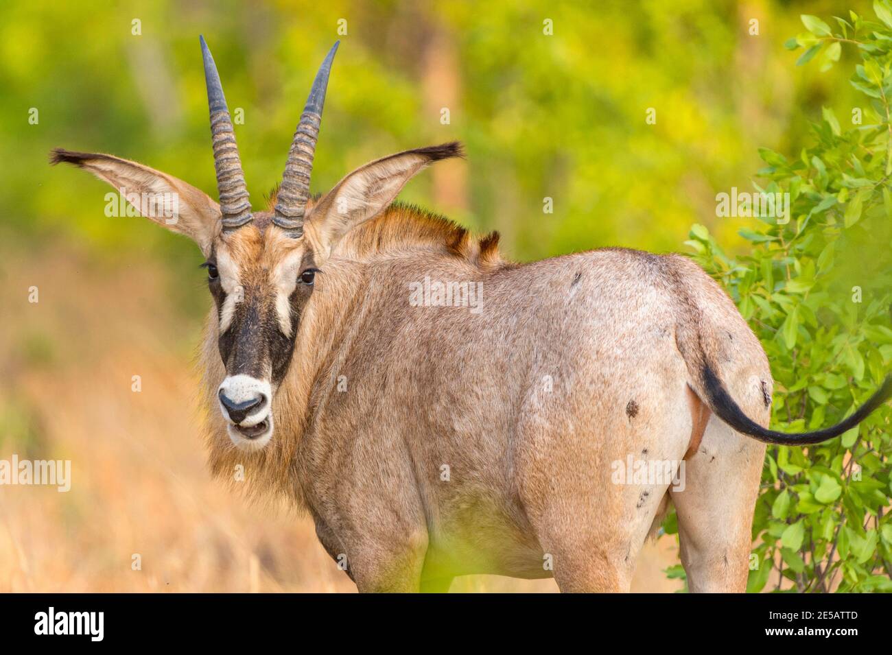 A close portrait of a male Roan Antelope Hippotragus equinus in Zimbabwe's Hwange National Park ...
