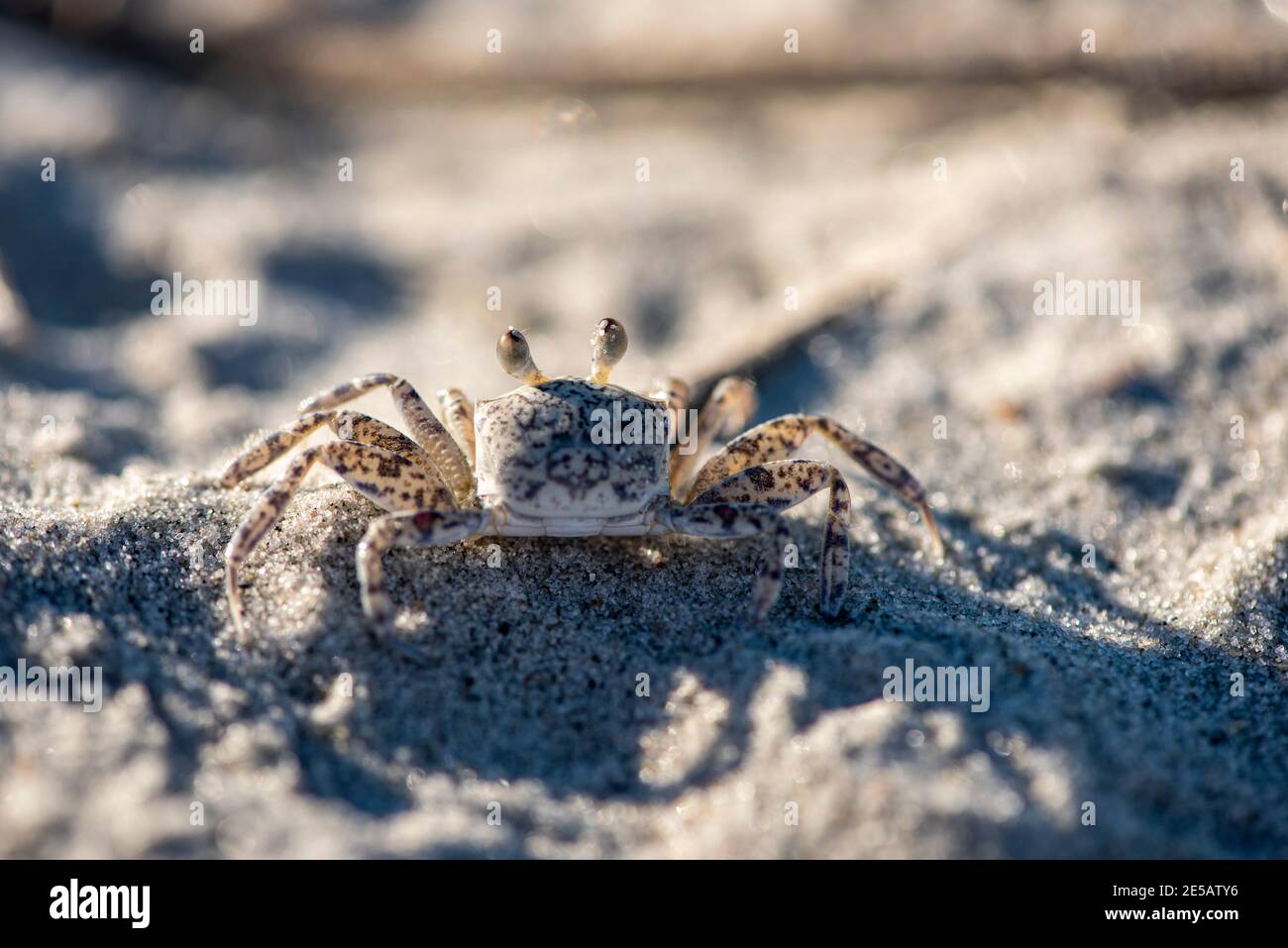 A juvenile Atlantic ghost crab, Ocypode quadrata, in the sand at ...