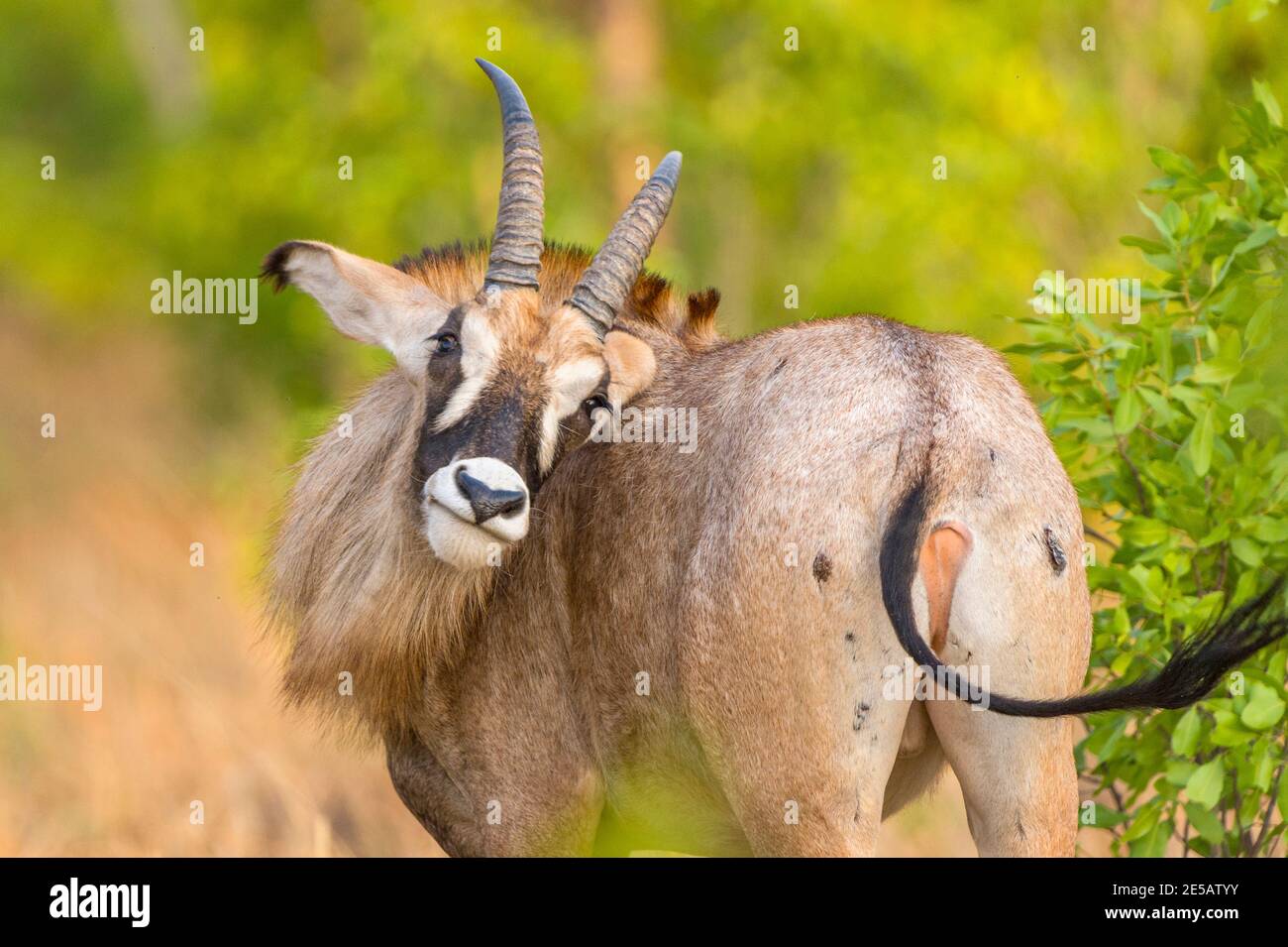 A close portrait of a male Roan Antelope Hippotragus equinus in ...