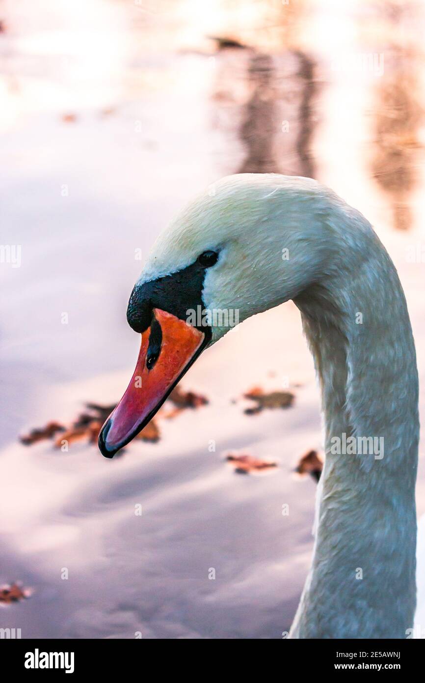 A beautiful swan Stock Photo - Alamy