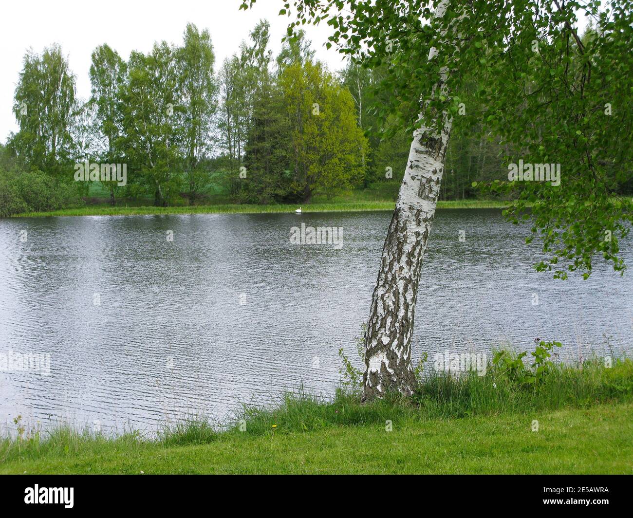 BIRCH TREE in landscape with water Stock Photo - Alamy