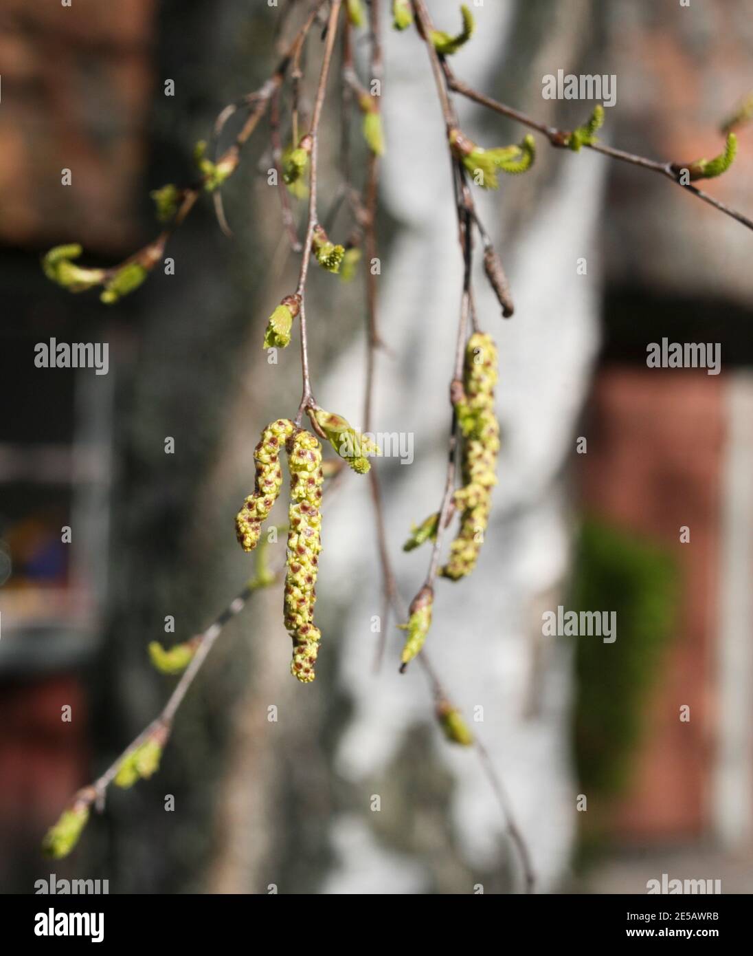 Birch tree pollen hi-res stock photography and images - Alamy