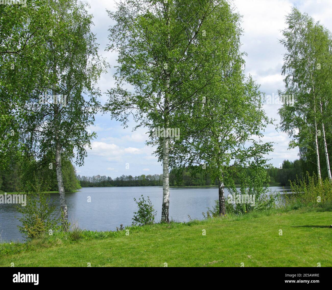 BIRCH TREE in landscape with water Stock Photo - Alamy