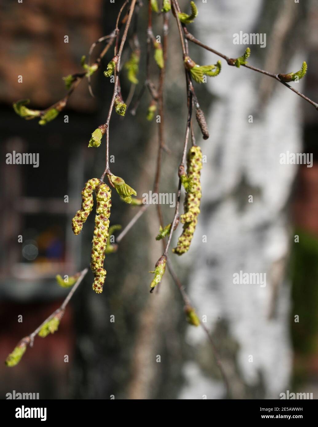 Catkin tree hi-res stock photography and images - Alamy