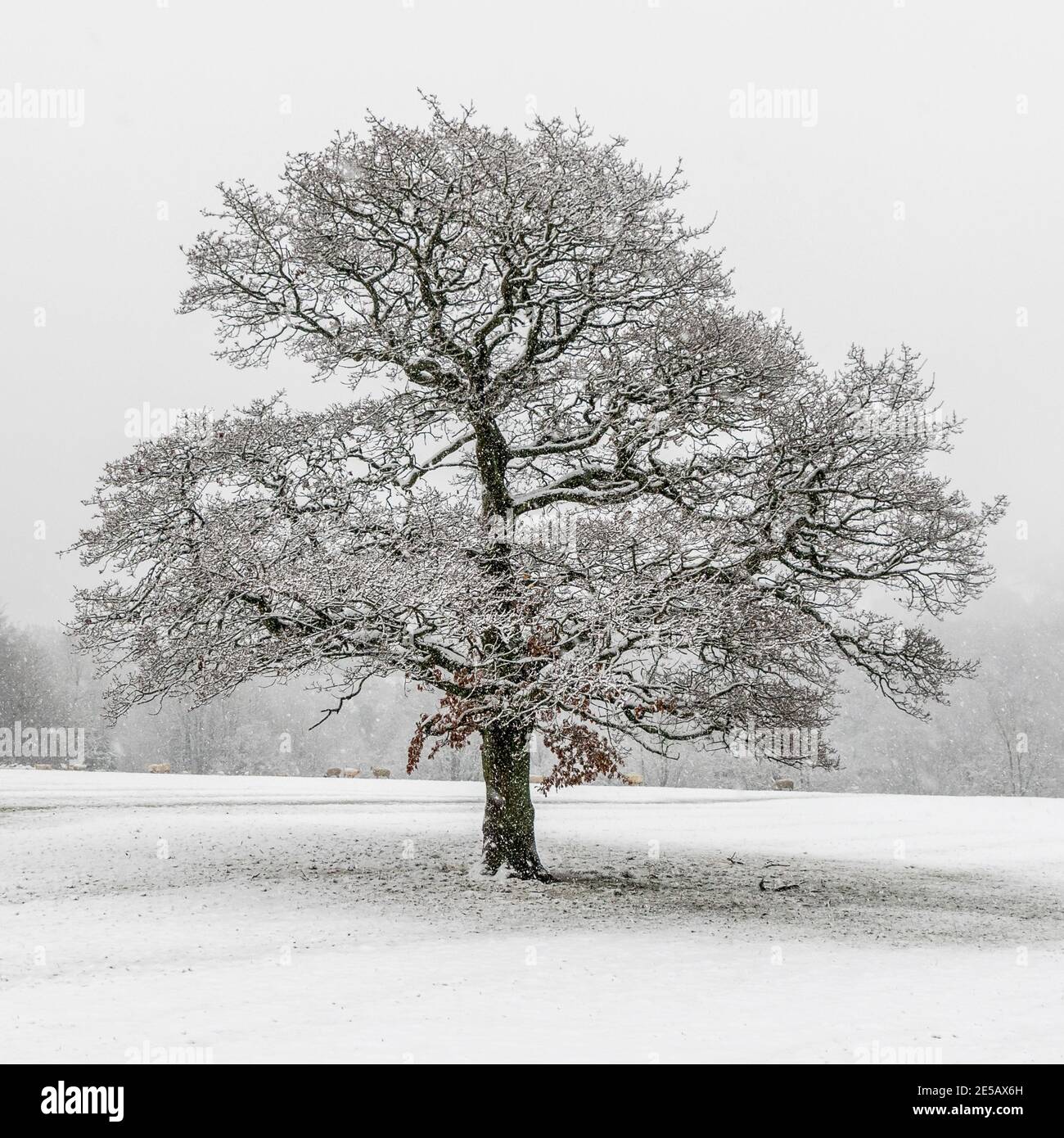 Tree blizzard hi-res stock photography and images - Alamy