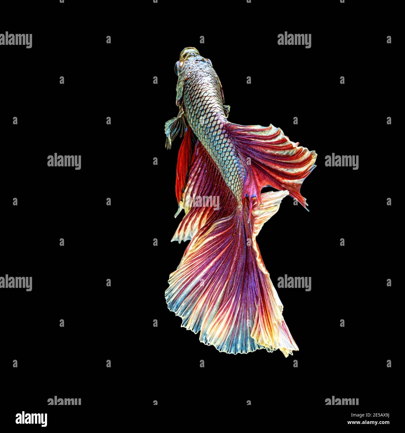 Movement beautiful of colorful siamese betta fish or half moon betta ...