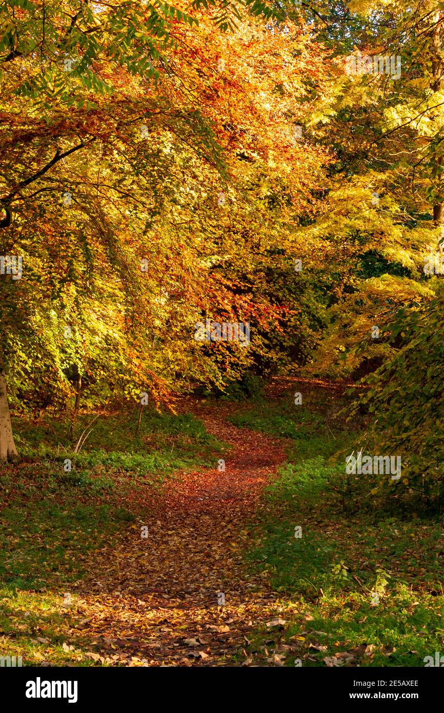The beautiful autumn colours in England Stock Photo - Alamy