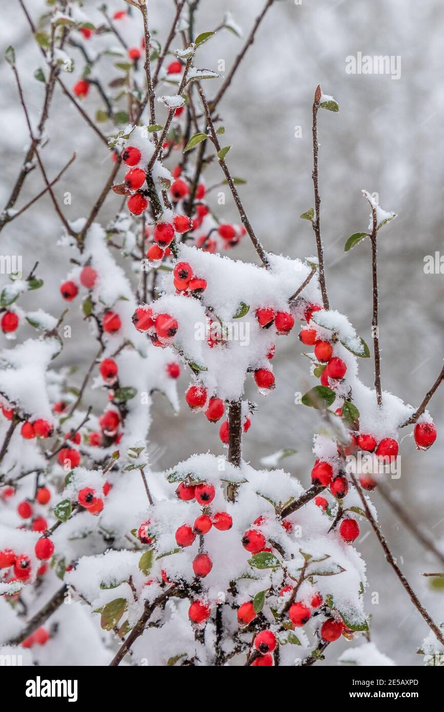 Red berries snow berry xmas hi-res stock photography and images - Alamy