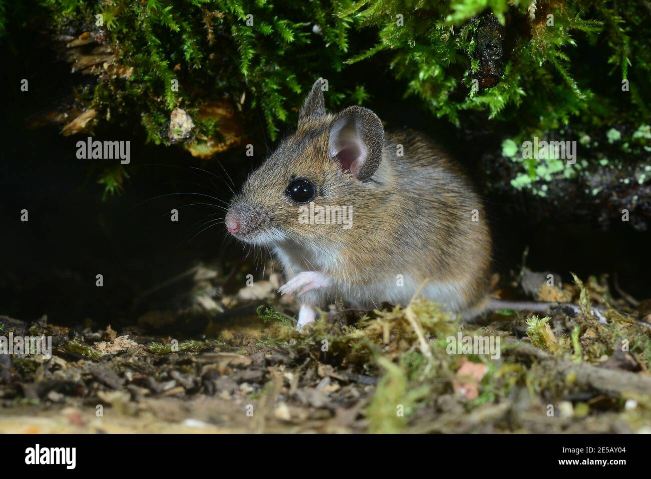 wood mouse apodemus sylvaticus Stock Photo - Alamy