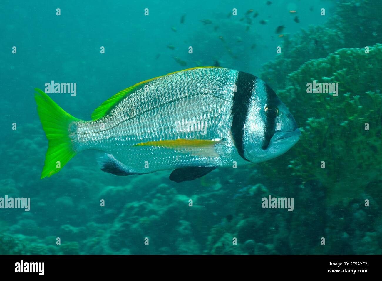 Underwater fotography hi-res stock photography and images - Alamy