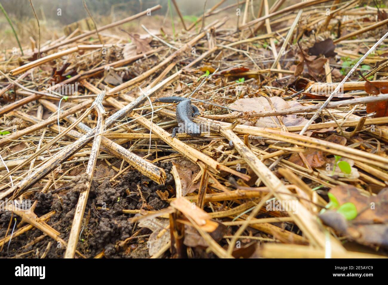 Female Great crested newt (Triturus cristatus) on a nature reserve in ...