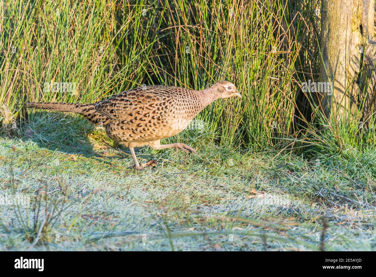 Female Pheasant (Phasianus colchicus) scurrying over frozen ground ...