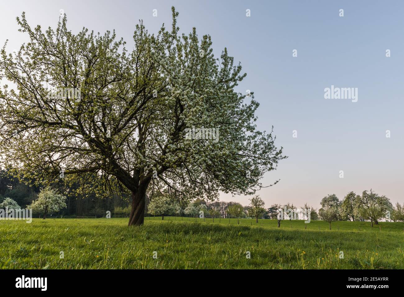 Blooming pear tree on a meadow orchard in morning light, Heidelberg ...