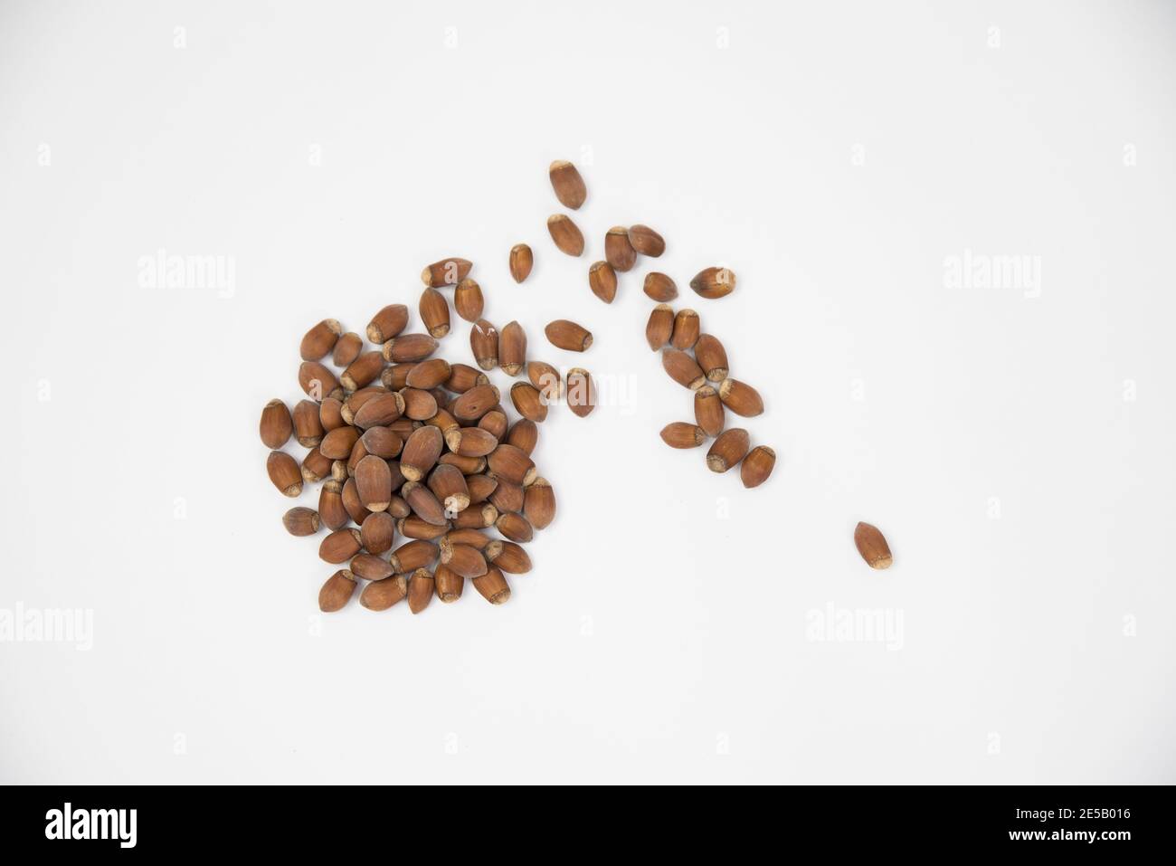 Top view of acorns on a white background Stock Photo - Alamy