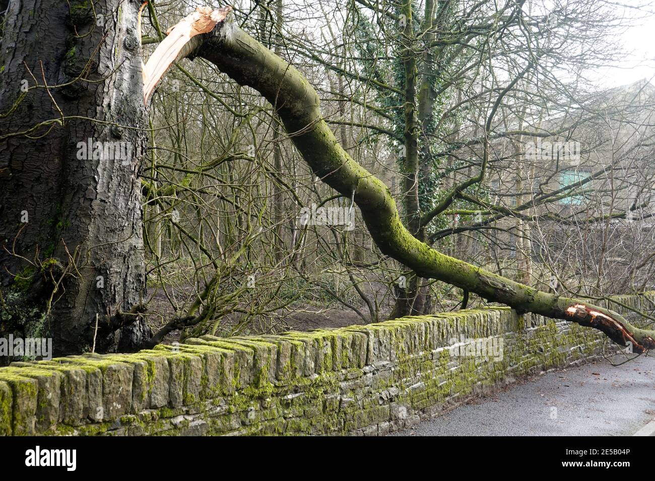 A broken branch at the New Mills Nature Reserve in Derbyshire has ...