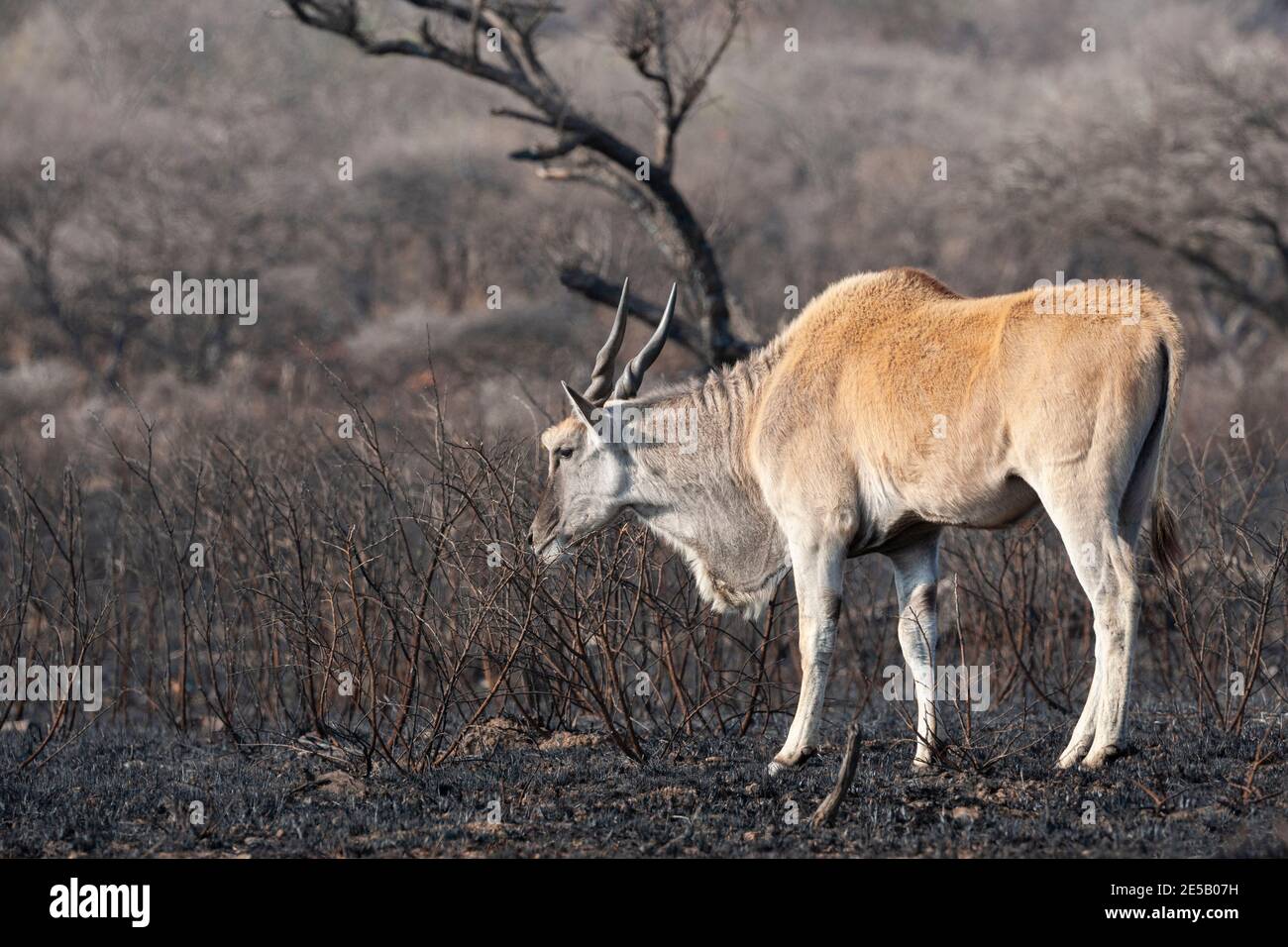 Eland (Taurotragus oryx) on burnt veld, Weenen nature reserve, KwaZulu ...