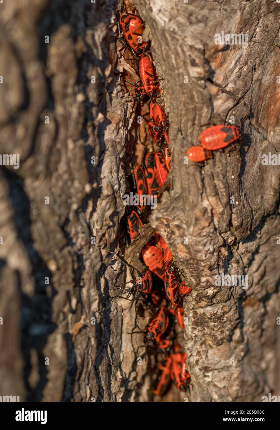 Vertical closeup of red-colored bugs on the trunk of a tree captured ...