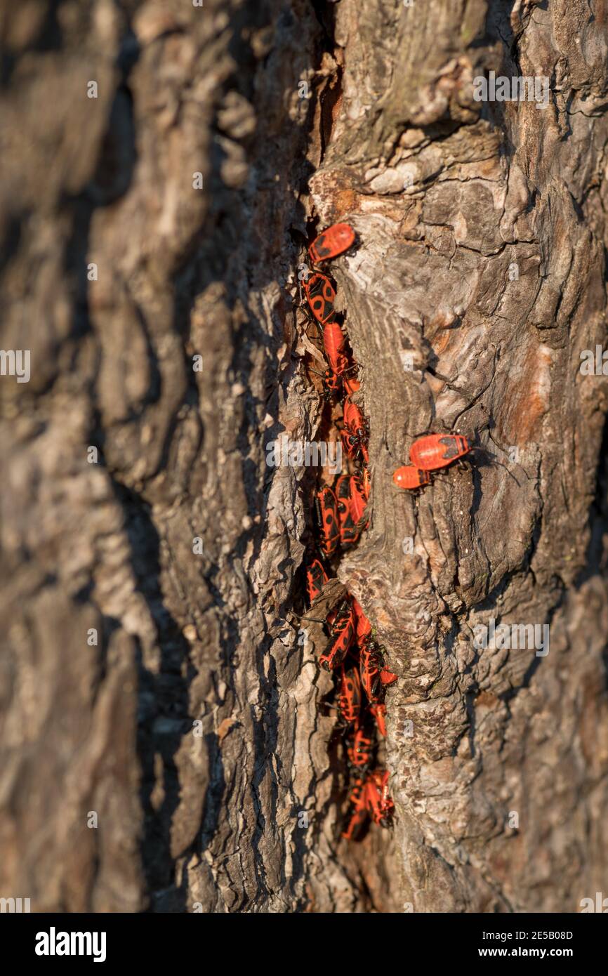Vertical closeup of red-colored bugs on the trunk of a tree captured ...