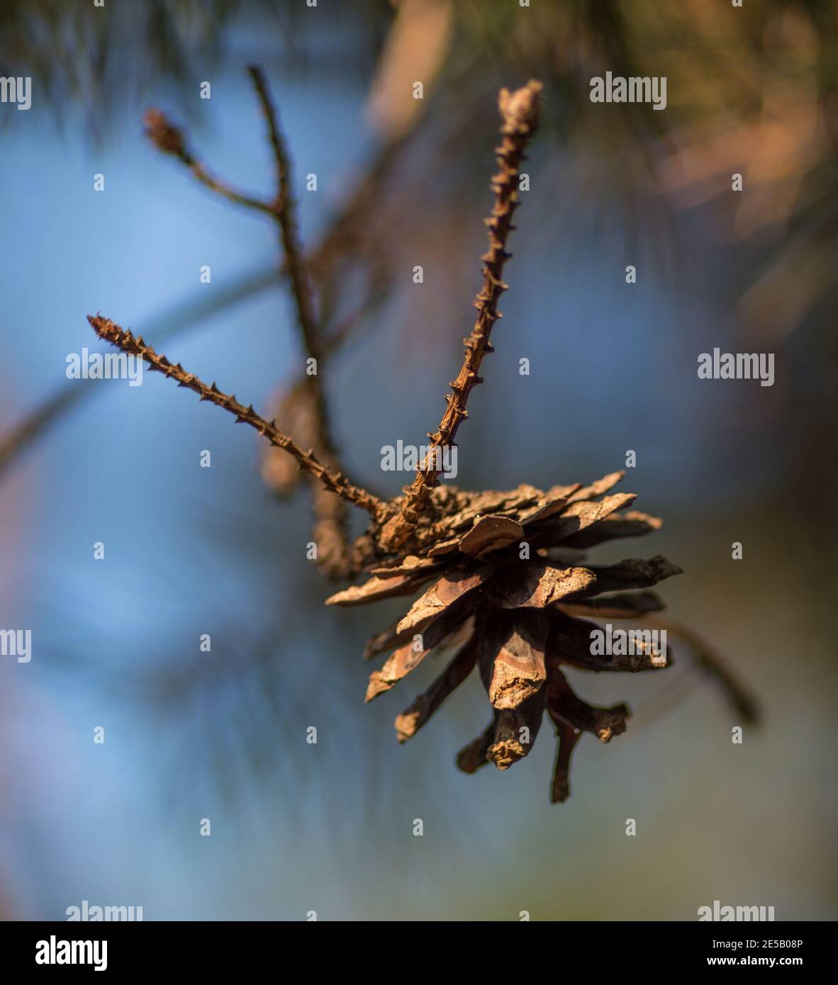 Vertical selective focus shot of a brown cone on a pine tree captured ...