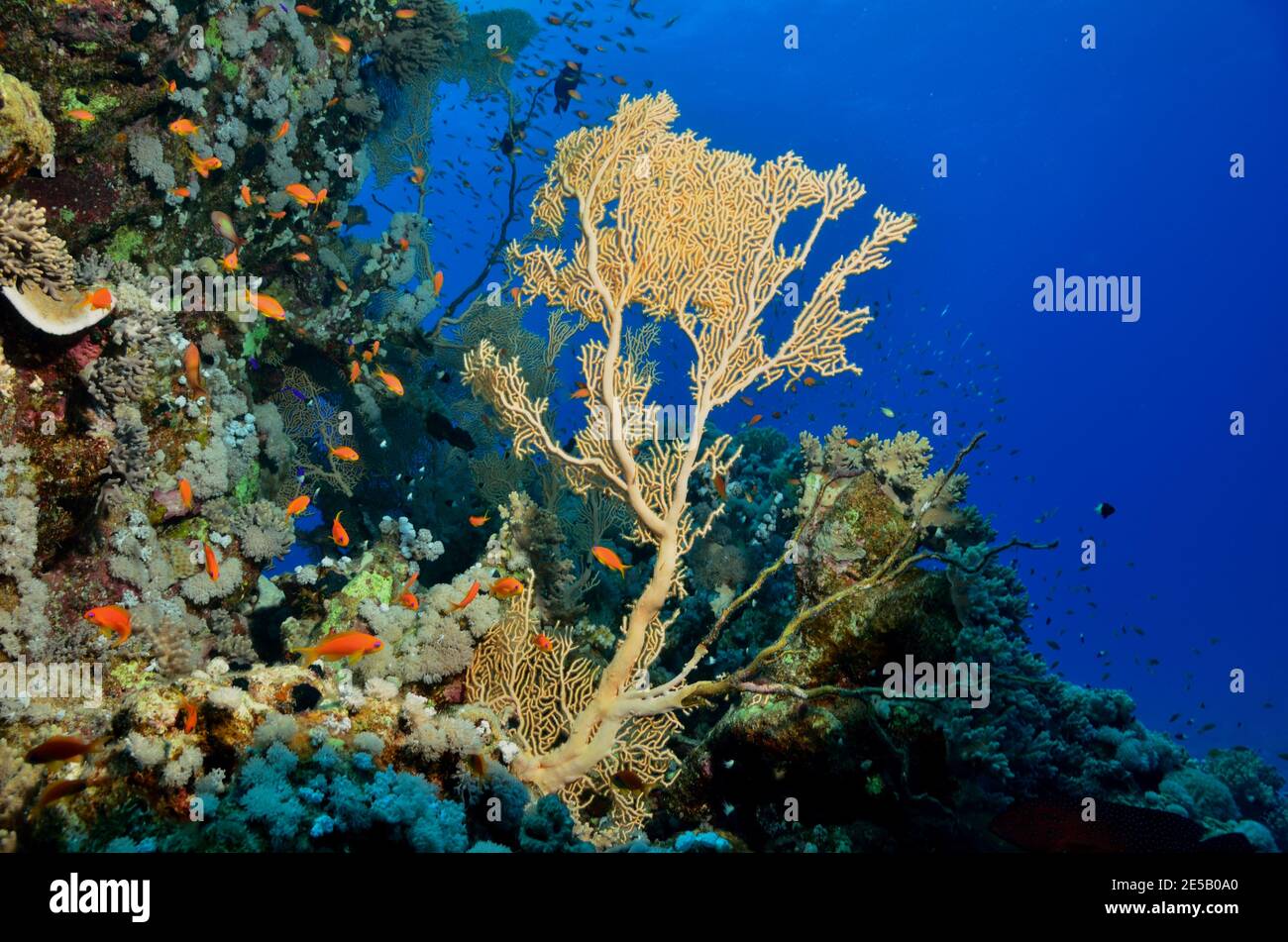 Coraya Beach, Rotes Meer, Ägypten, Red Sea, Egypt Stock Photo - Alamy