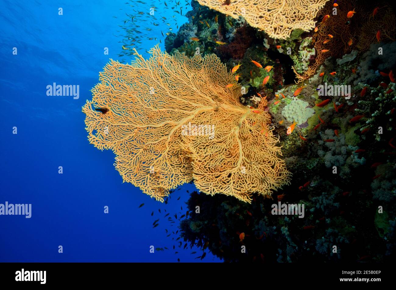 Coraya Beach, Rotes Meer, Ägypten, Red Sea, Egypt Stock Photo - Alamy