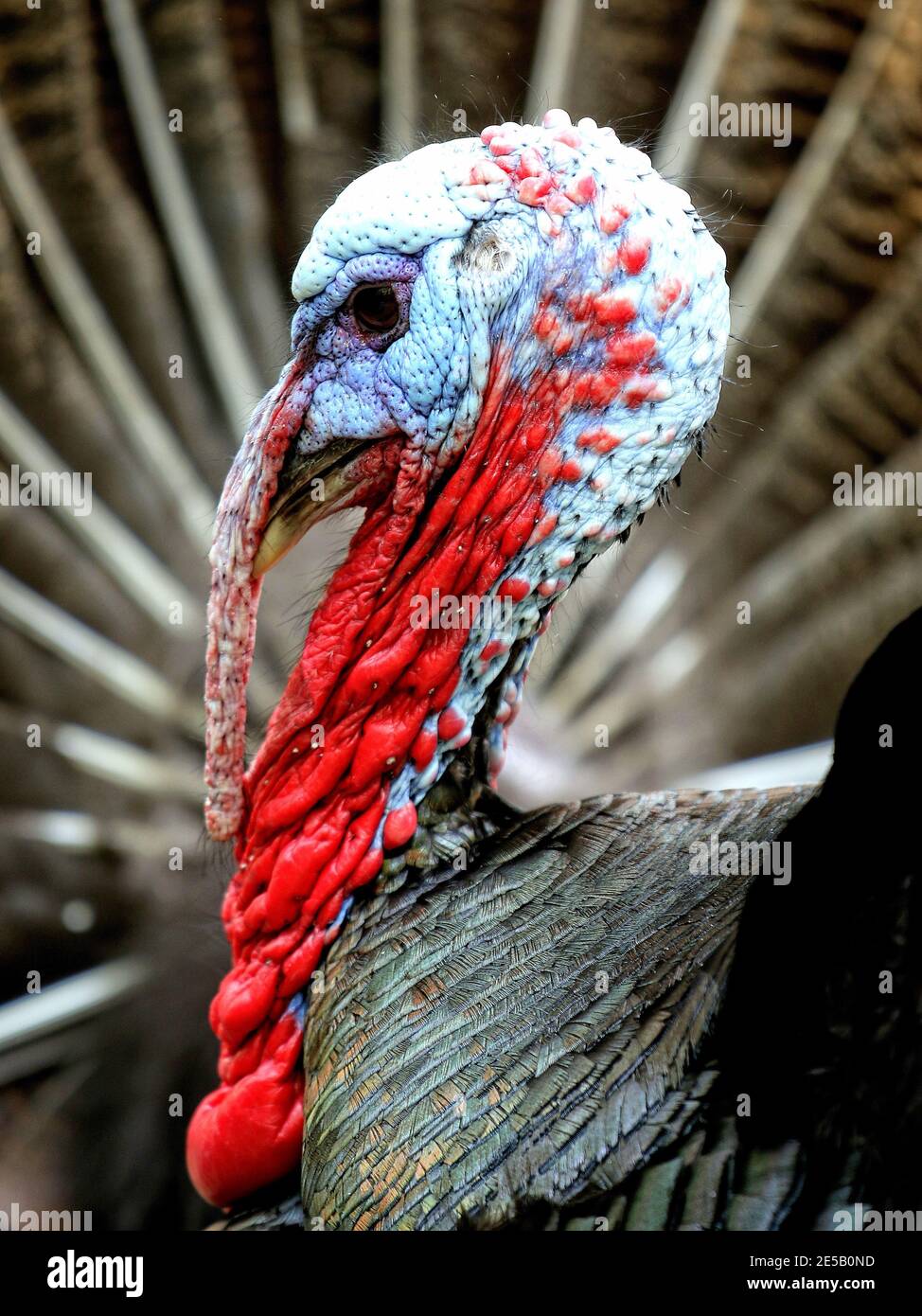 Vertical closeup of a head of a turkey with its interesting beak and ...