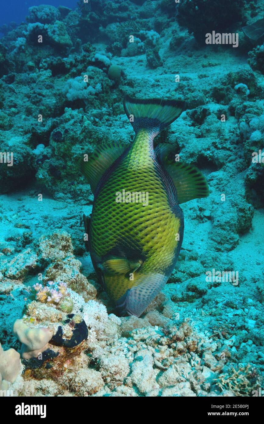 Balistoides viridescens, giant triggerfish, titan triggerfish, Riesen ...