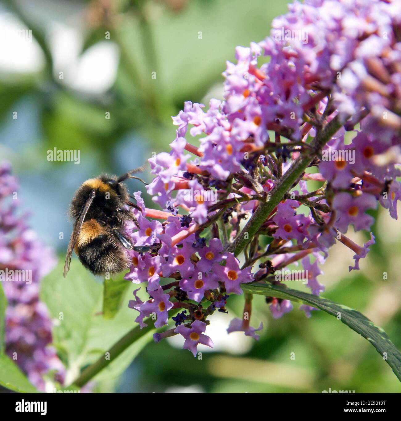 Bumble bee on pink buddleja davidii hi-res stock photography and images ...