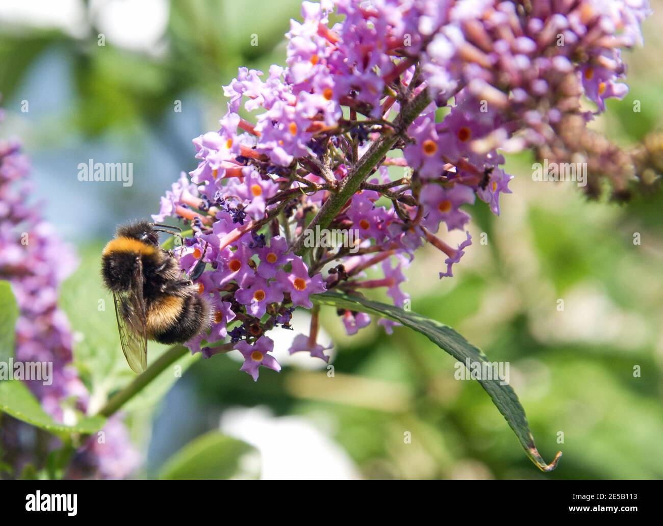 Stripped yellow and black wings hi-res stock photography and images - Alamy