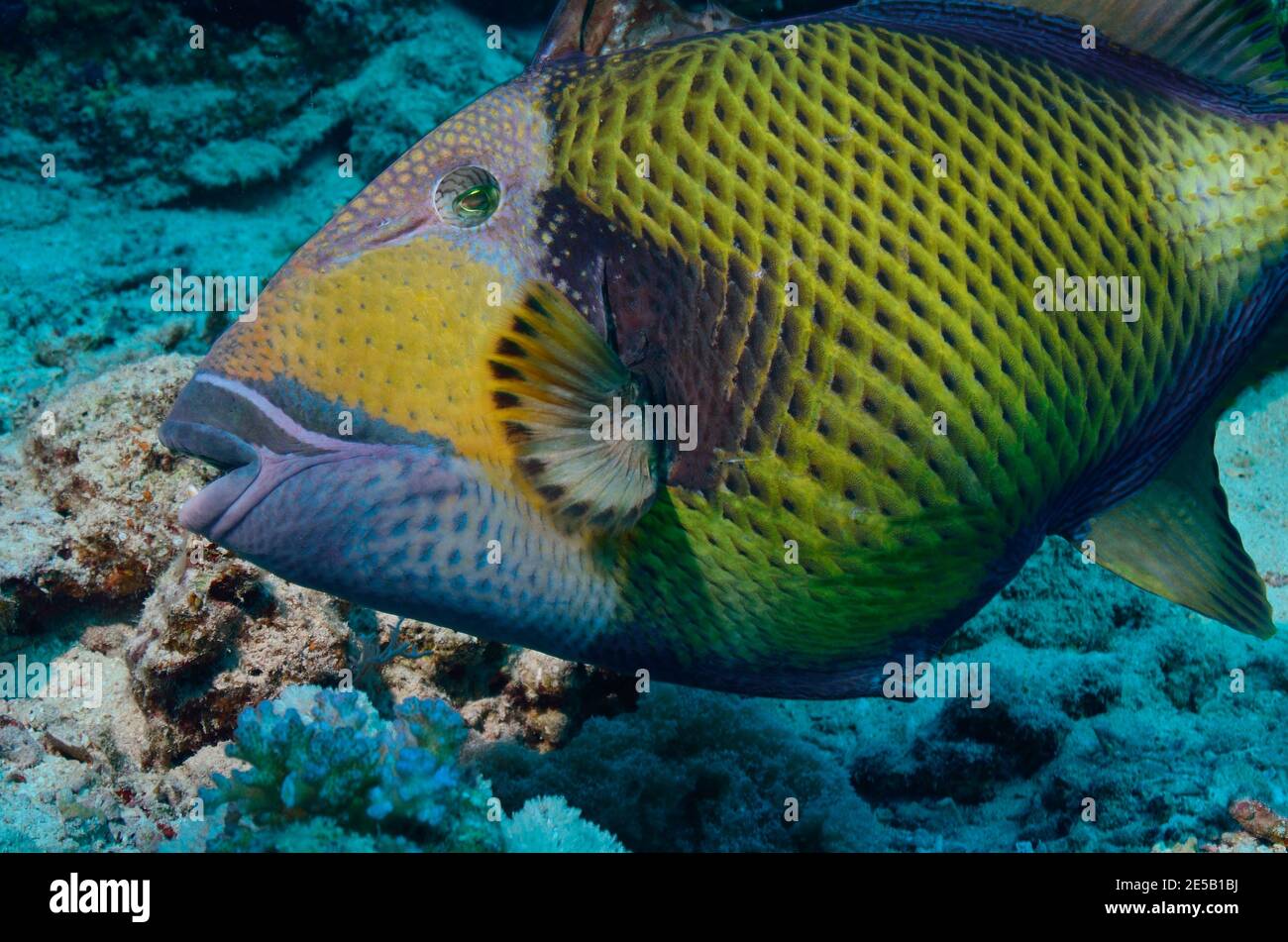 Balistoides viridescens, giant triggerfish, titan triggerfish, Riesen ...
