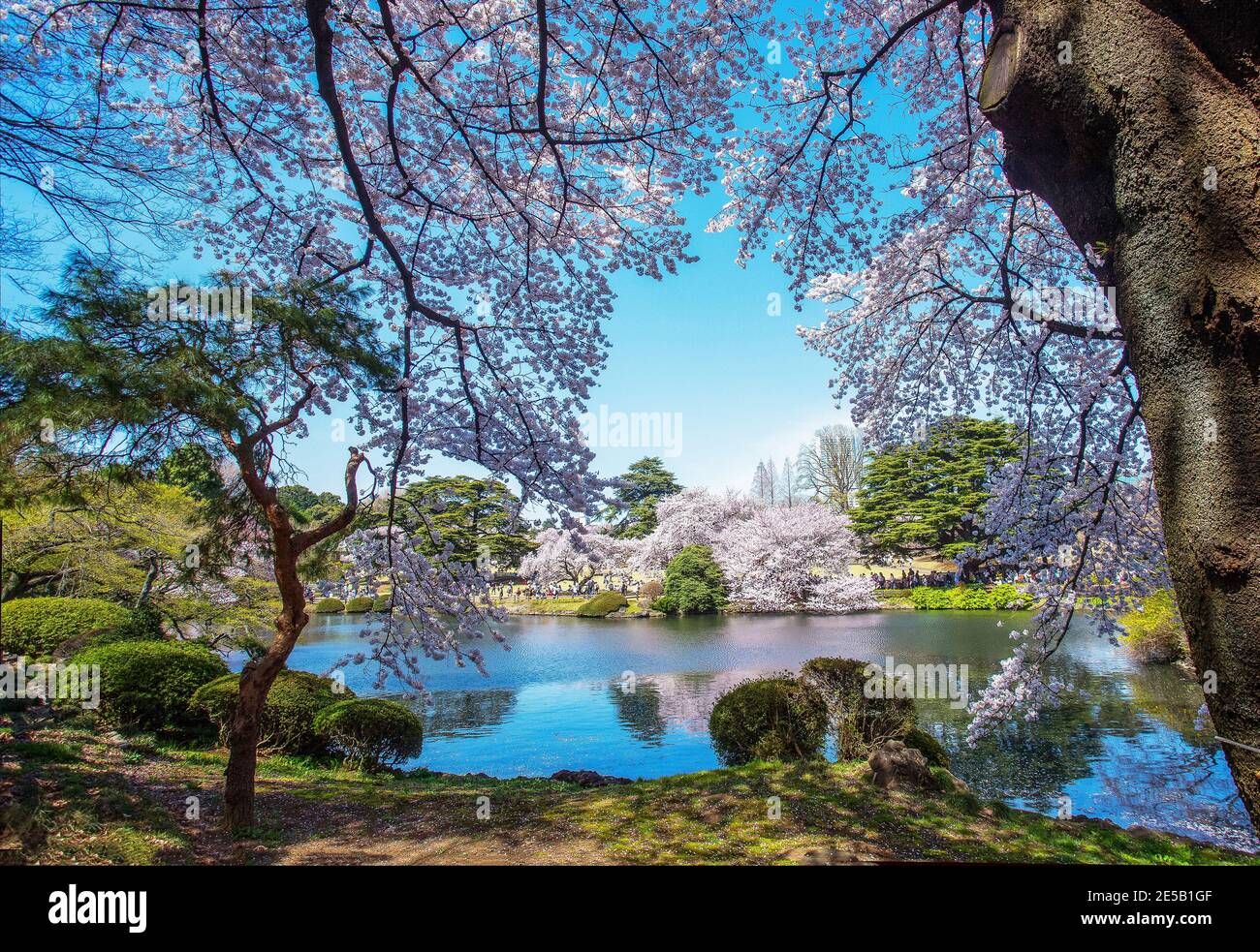 Idyllic cherry blossom trees in sakura holiday and reflection in water ...