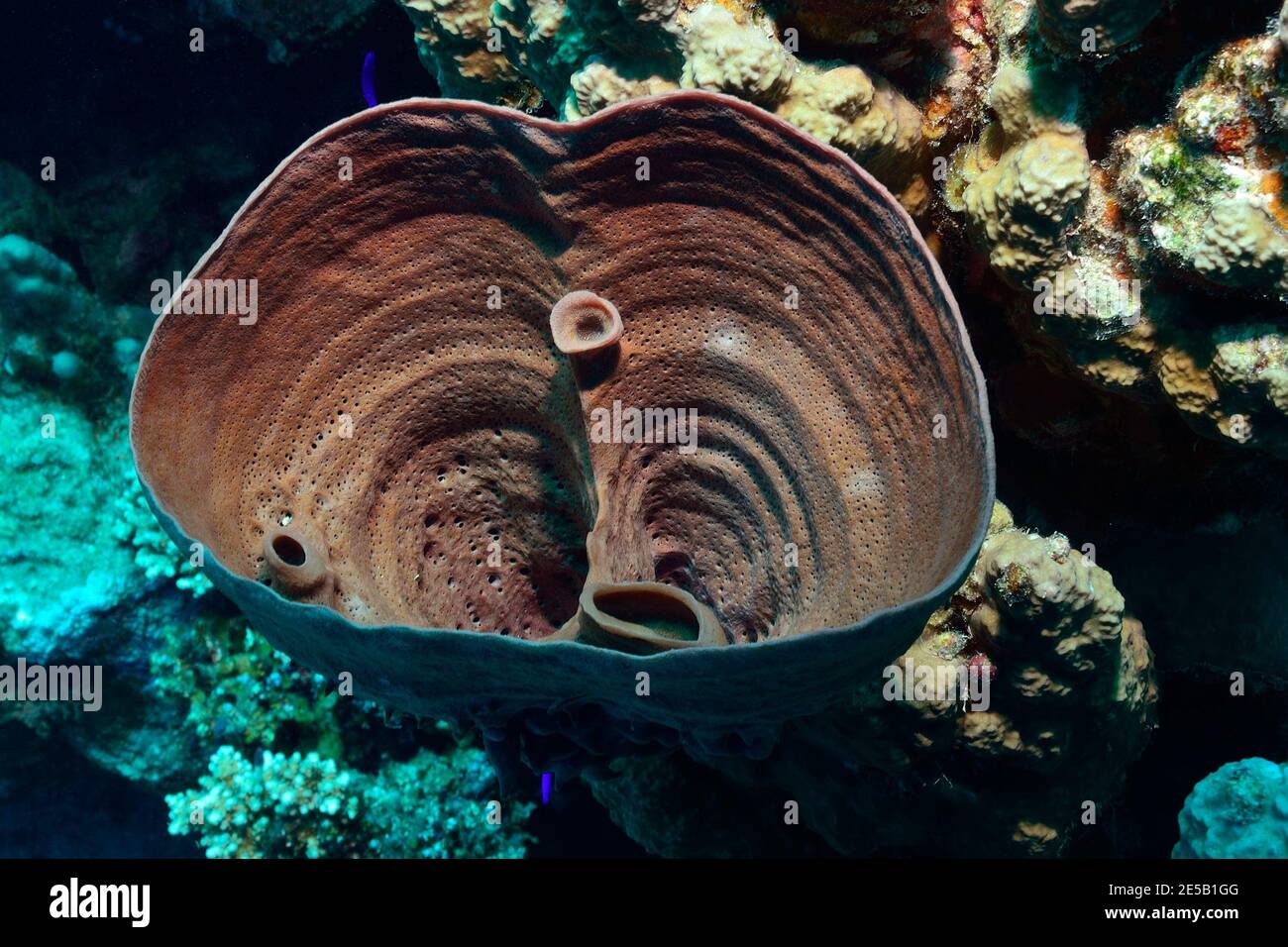 Coraya Beach, Rotes Meer, Ägypten, Red Sea, Egypt Stock Photo - Alamy