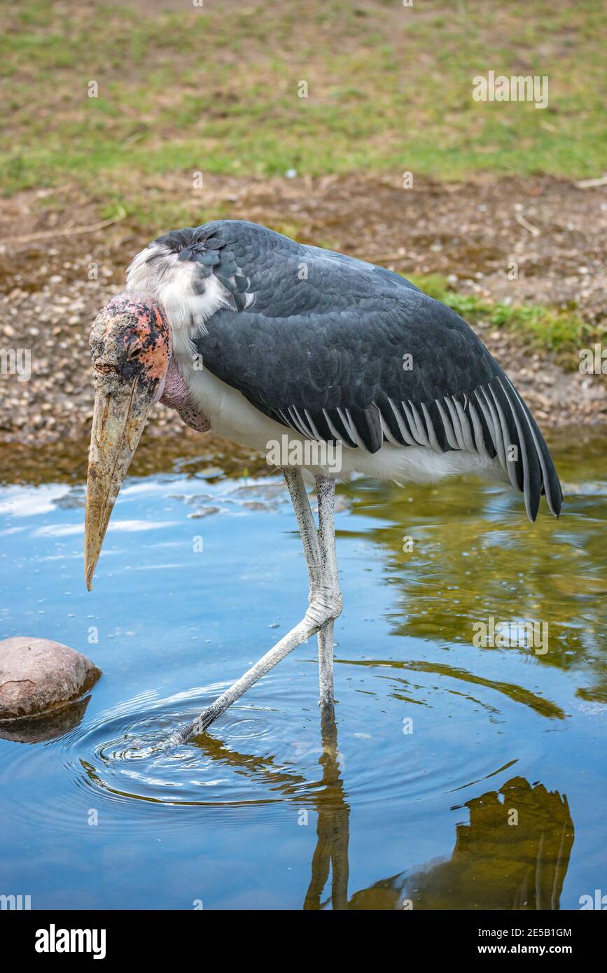 Portrait of a very old African Marabou stork bird with big beak ...