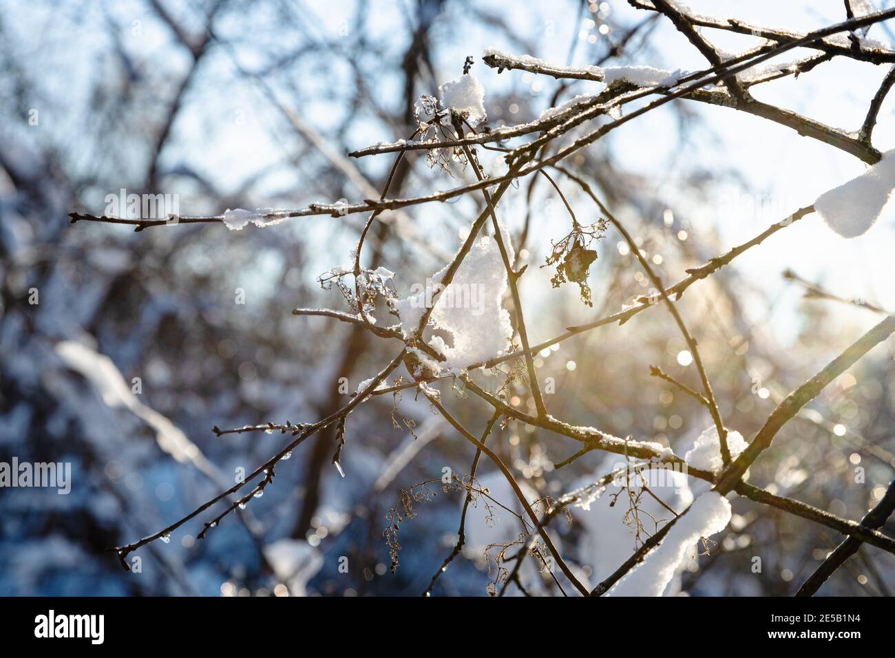 Closeup frozen tree hi-res stock photography and images - Alamy