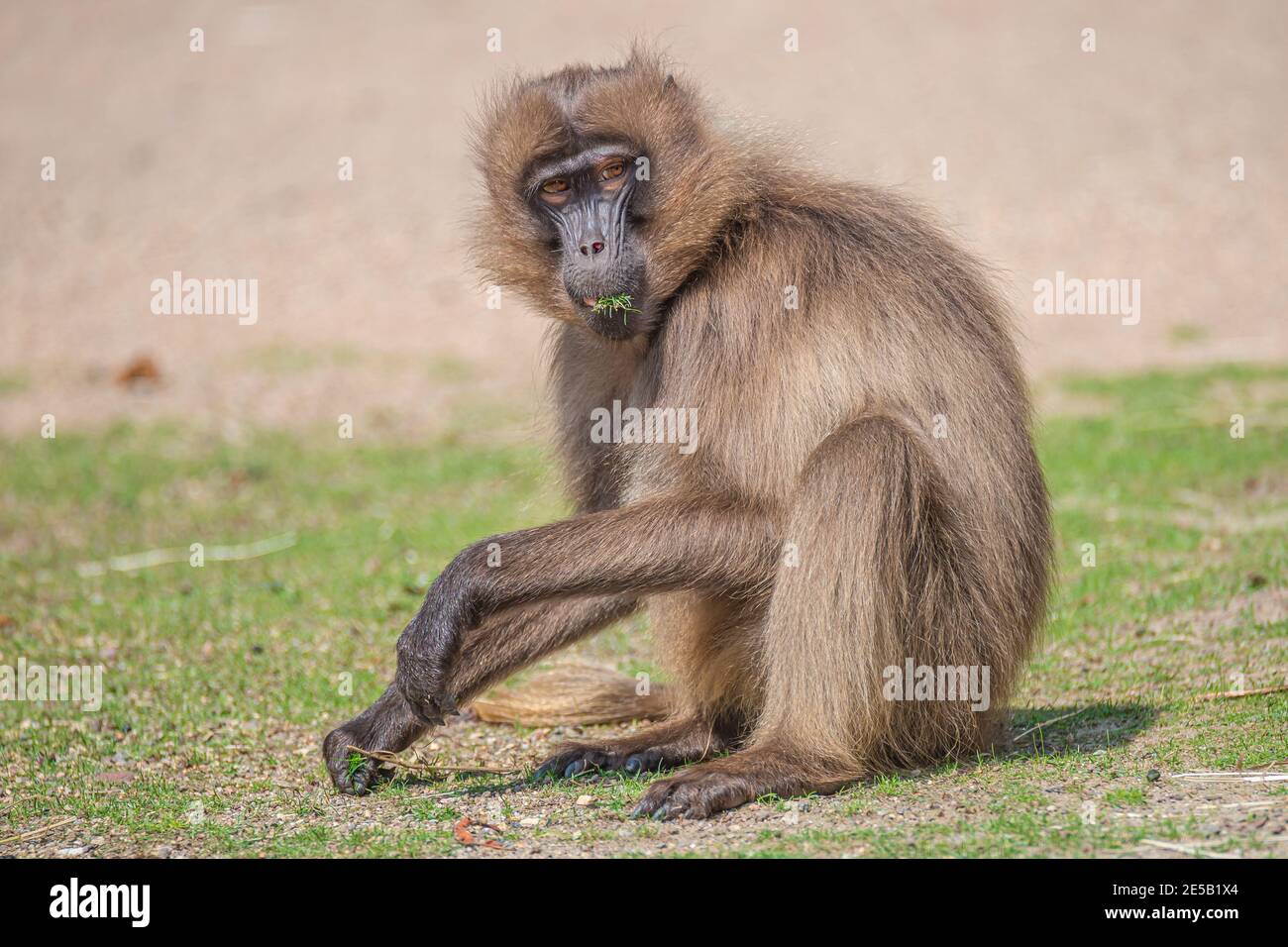 Portrait of a young male African baboon collecting food from soil ...