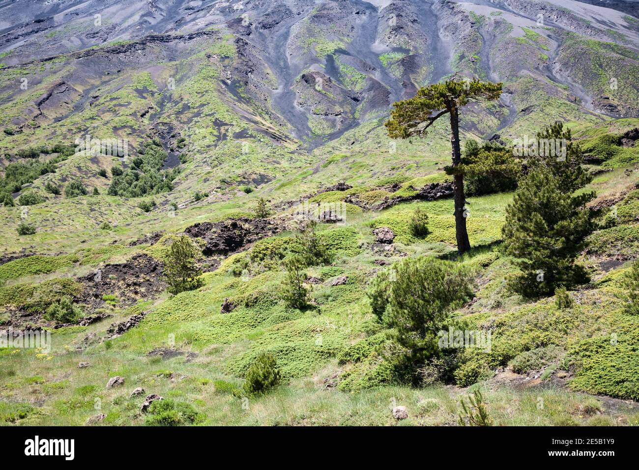 Lava rock and vegetation hi-res stock photography and images - Alamy