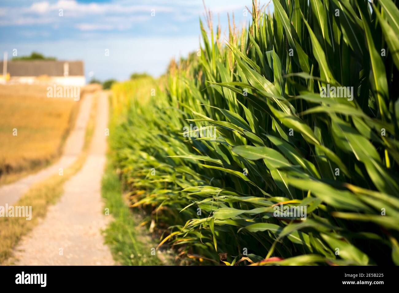 Corn field and dirt road leading to the farm. Picturesque rural ...